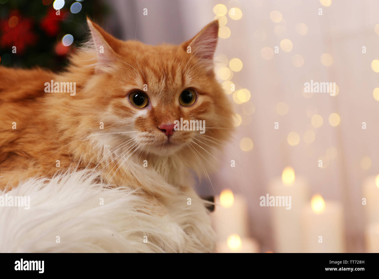 Lovable red cat on lights background Stock Photo - Alamy