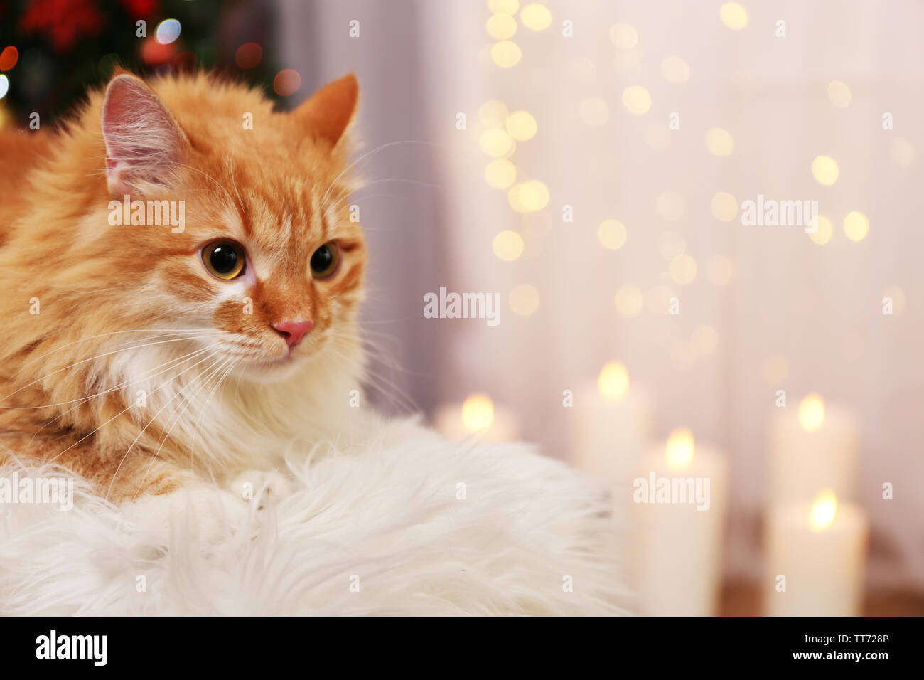 Lovable red cat on lights background Stock Photo - Alamy