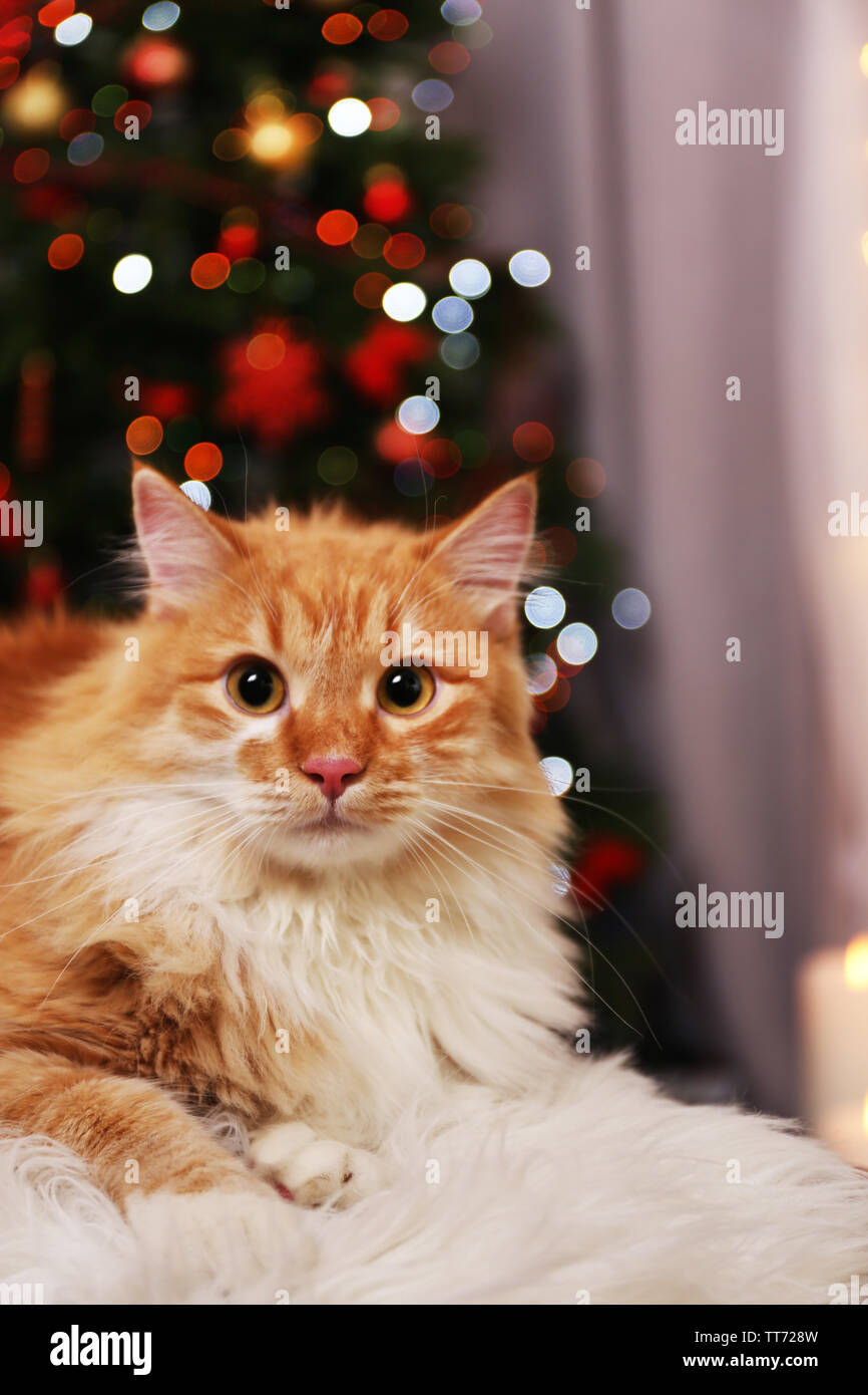 Lovable red cat on lights background Stock Photo - Alamy