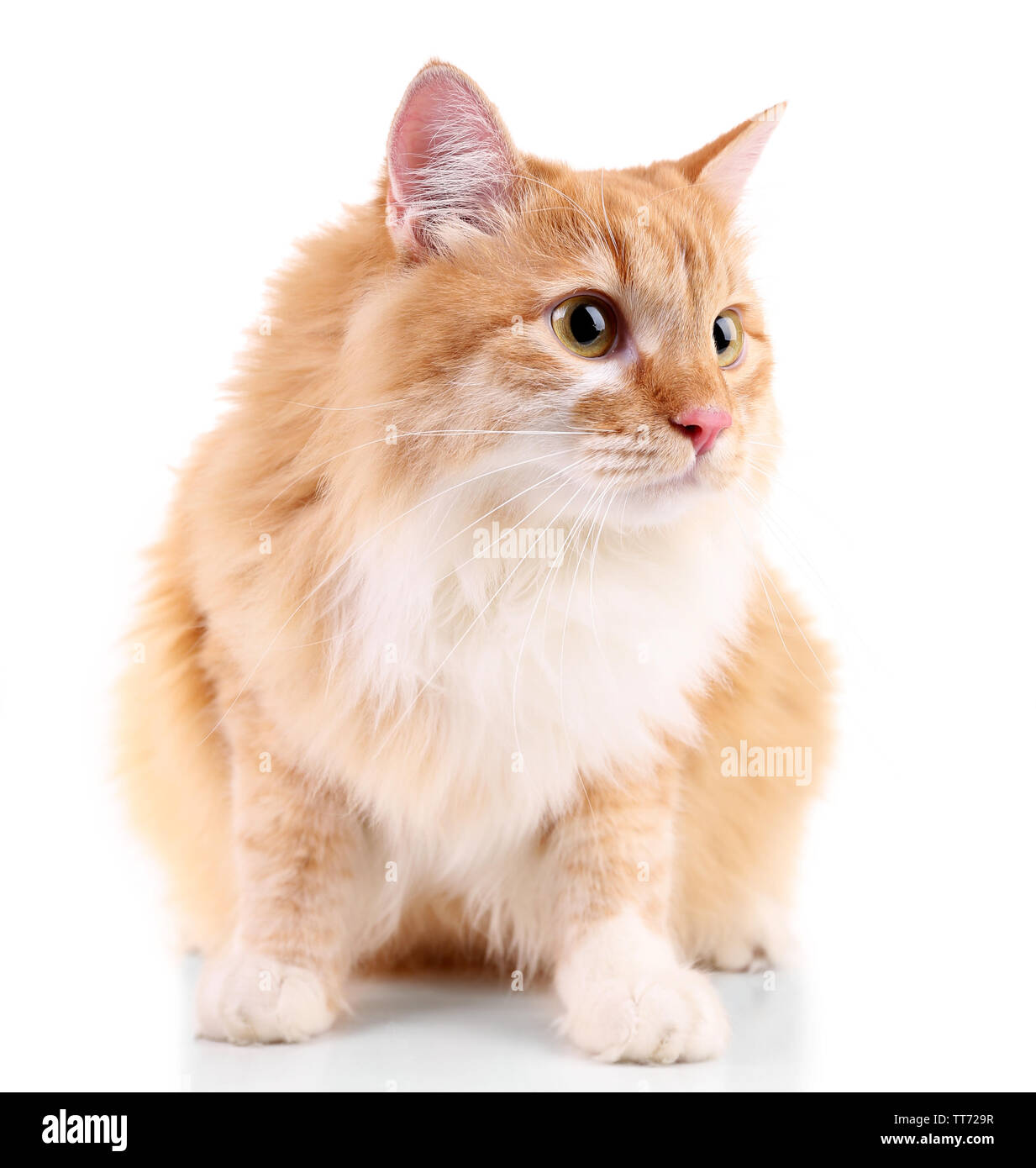 Red cat isolated on white background Stock Photo - Alamy