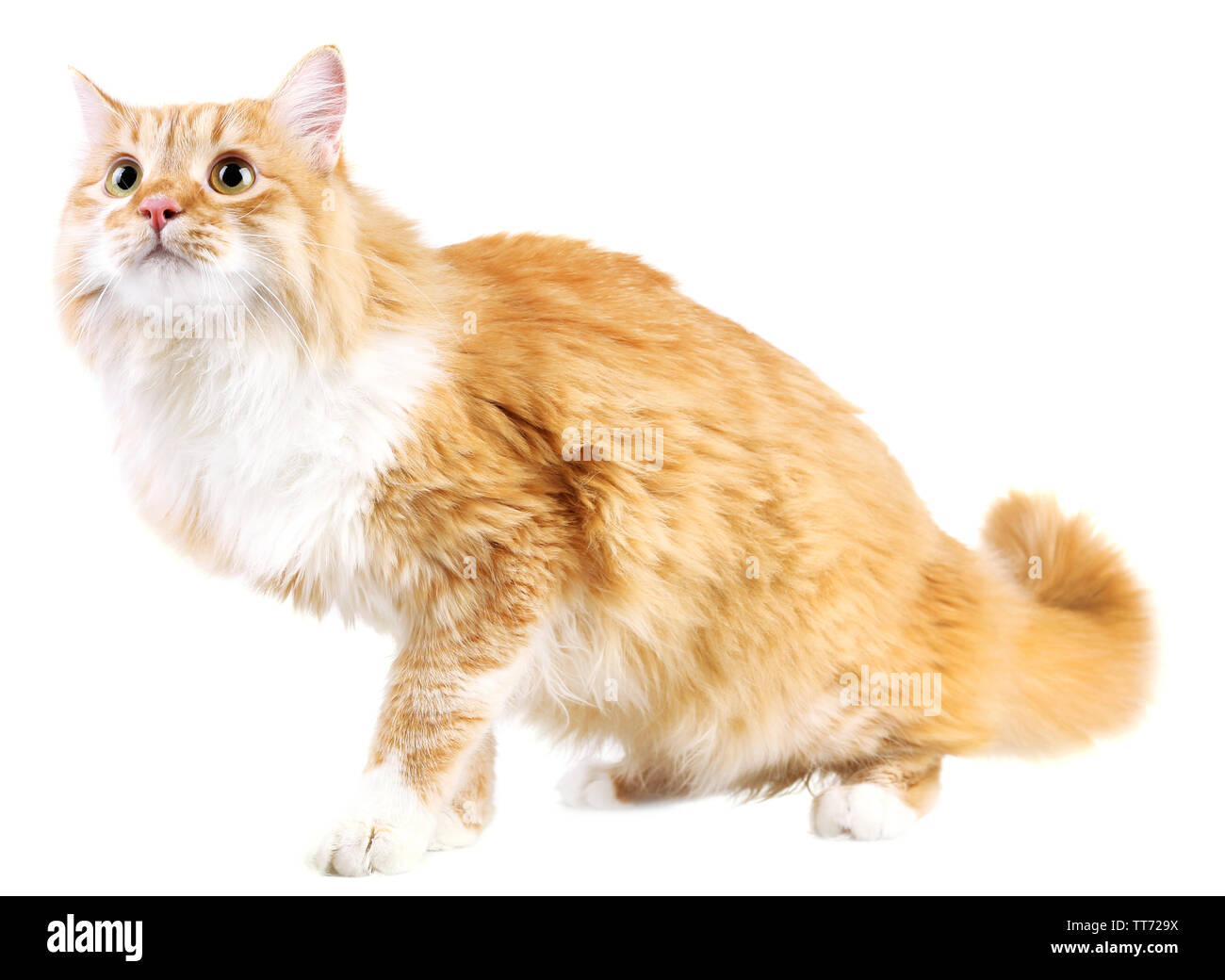 Red cat isolated on white background Stock Photo - Alamy