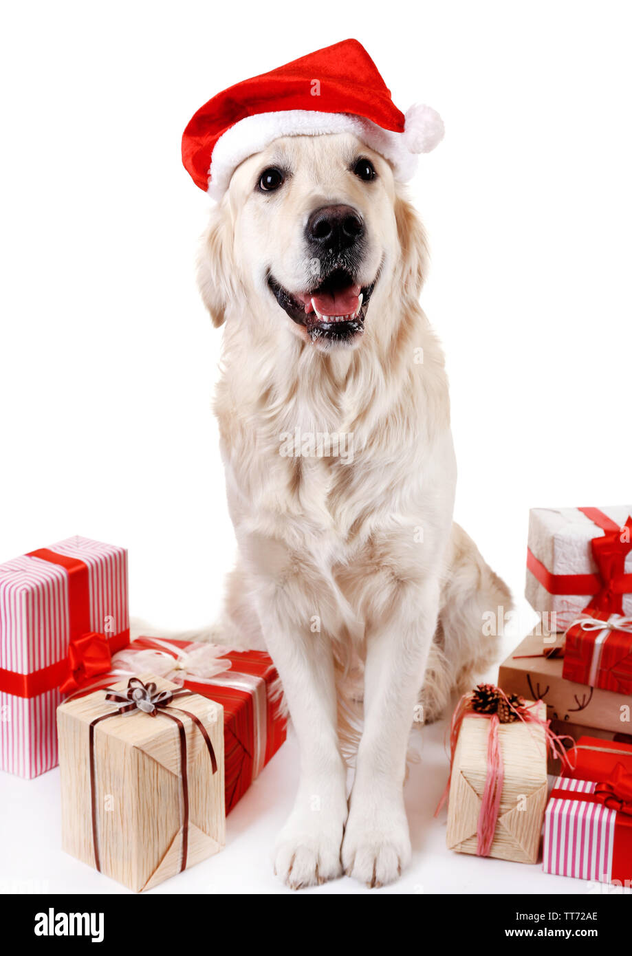 Adorable Labrador in Santa hat sitting with present boxes, isolated on ...