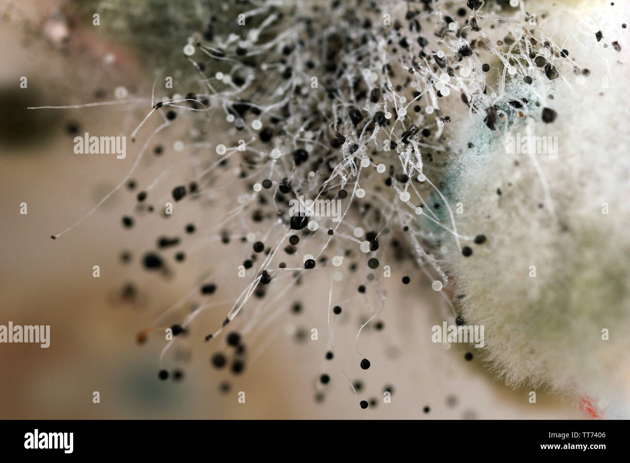 Microscopic view of fungi hi-res stock photography and images - Alamy