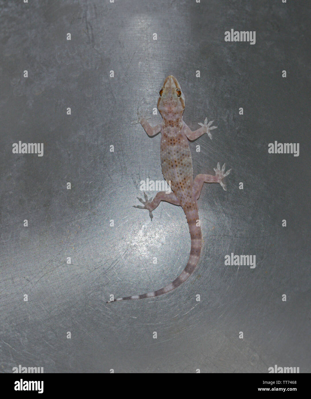 a pink and beige turkish house gecko Hemidactylus turcicus trapped in a ...