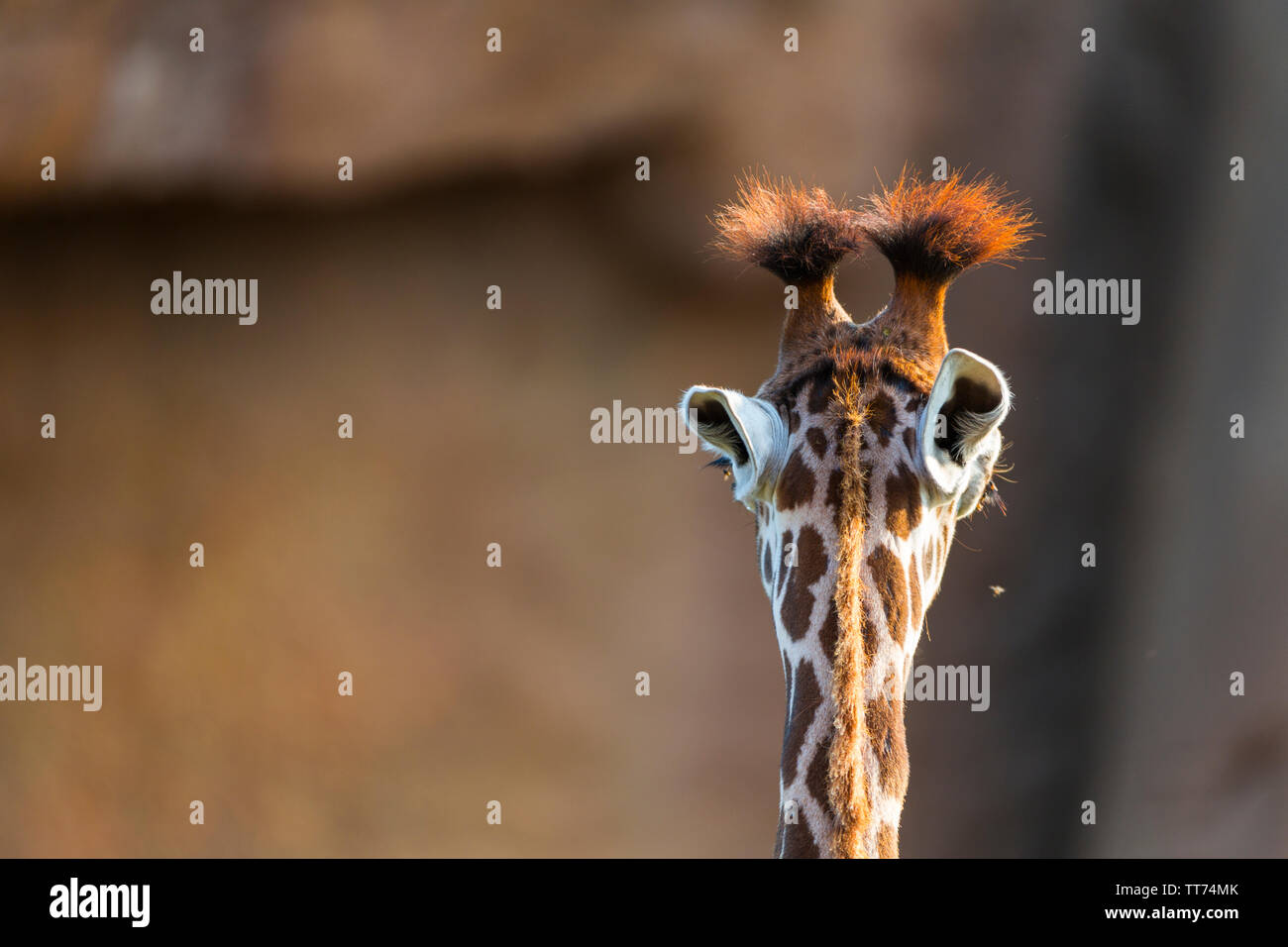 Tourist watching giraffe giraffa hi-res stock photography and images ...