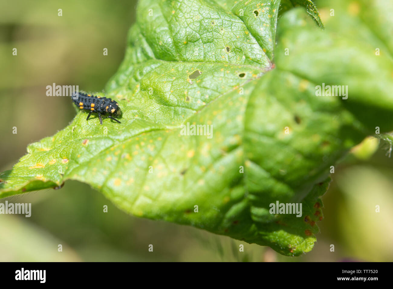 Ladybug larvae. This is the second stage of growth Stock Photo - Alamy