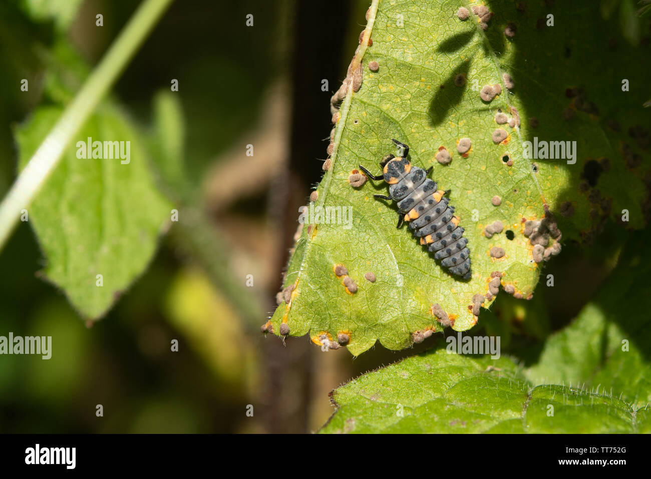 Ladybug larvae. This is the second stage of growth Stock Photo - Alamy