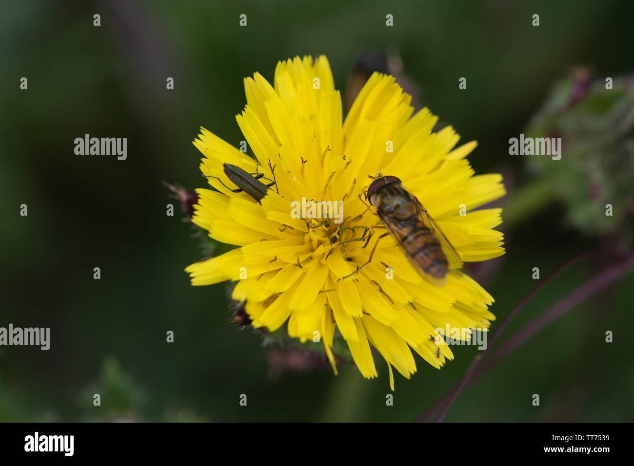 Pollen collecting insects hi-res stock photography and images - Alamy