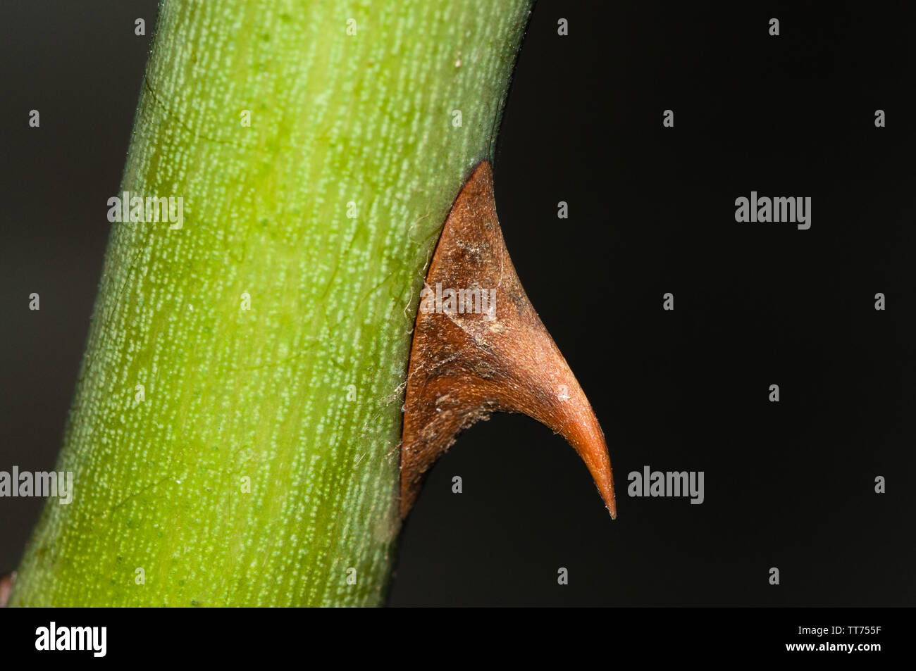 Rose thorn close up hi-res stock photography and images - Alamy