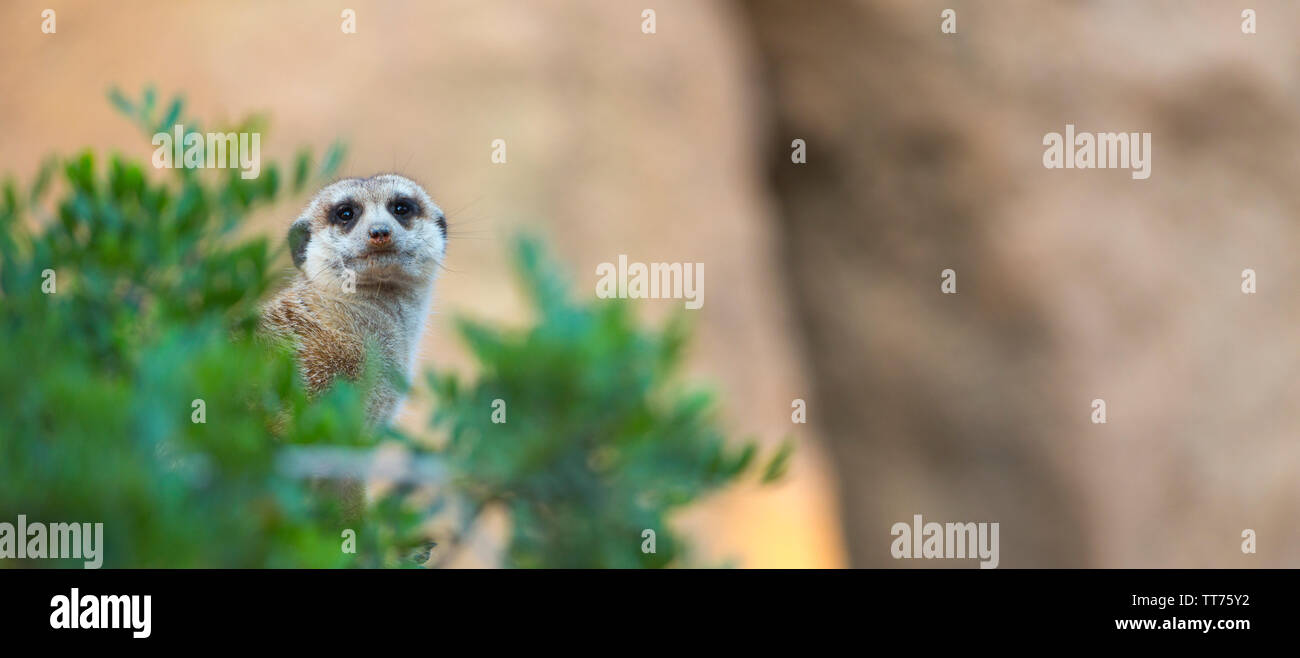 Happy suricate hi-res stock photography and images - Alamy