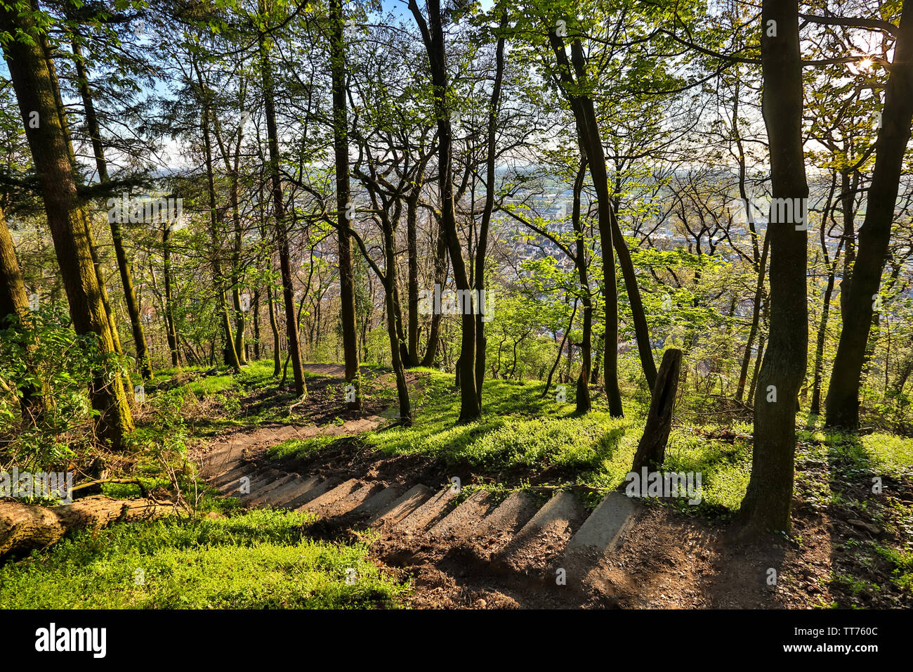 forest sunny path background Stock Photo - Alamy