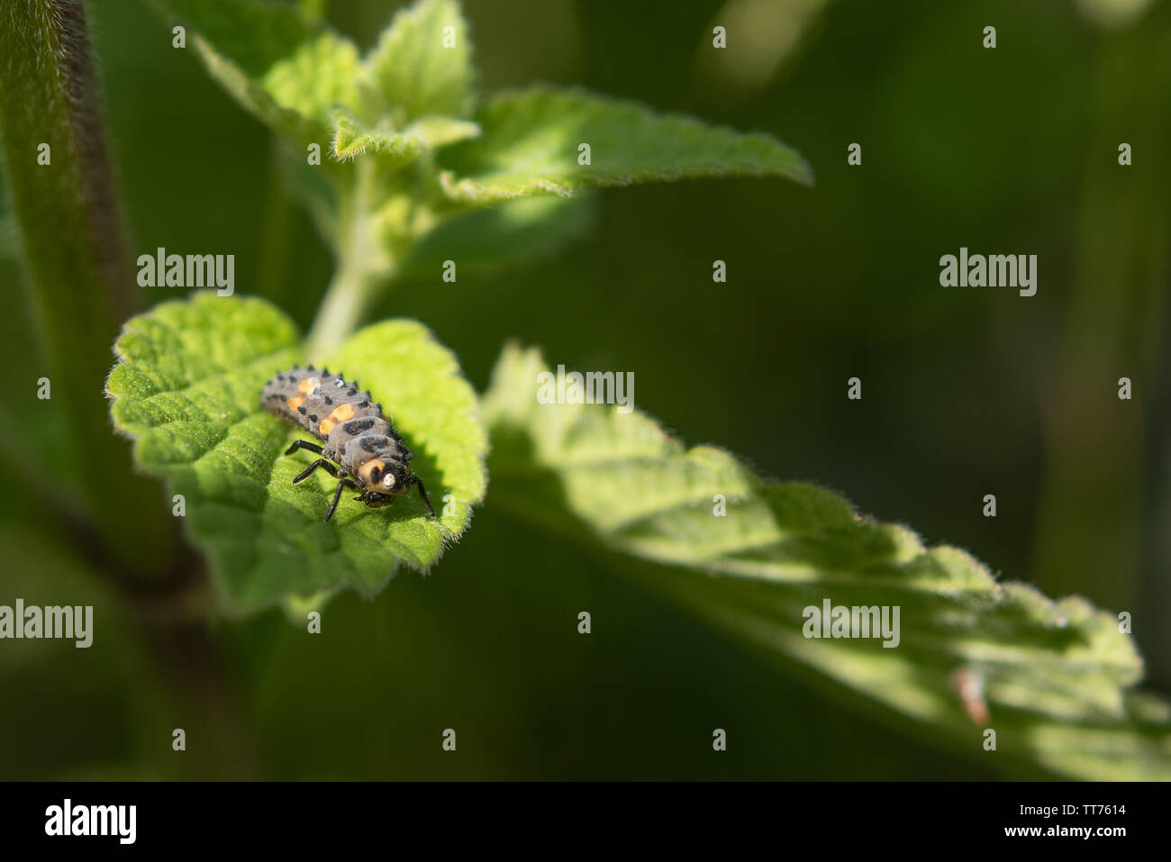 Ladybug larvae. This is the second stage of growth Stock Photo - Alamy