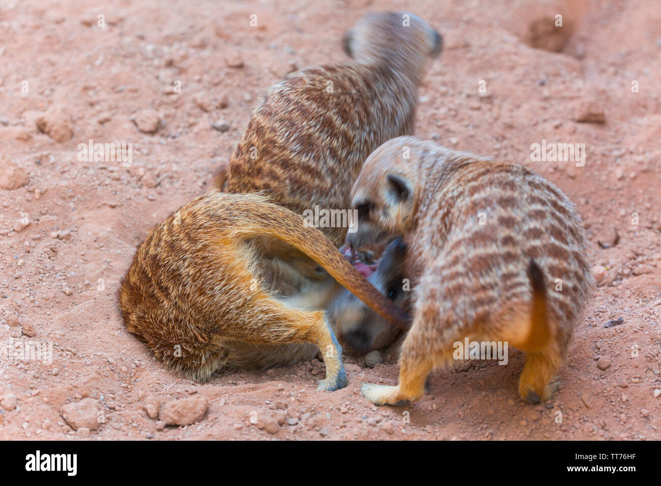 Happy suricate hi-res stock photography and images - Alamy