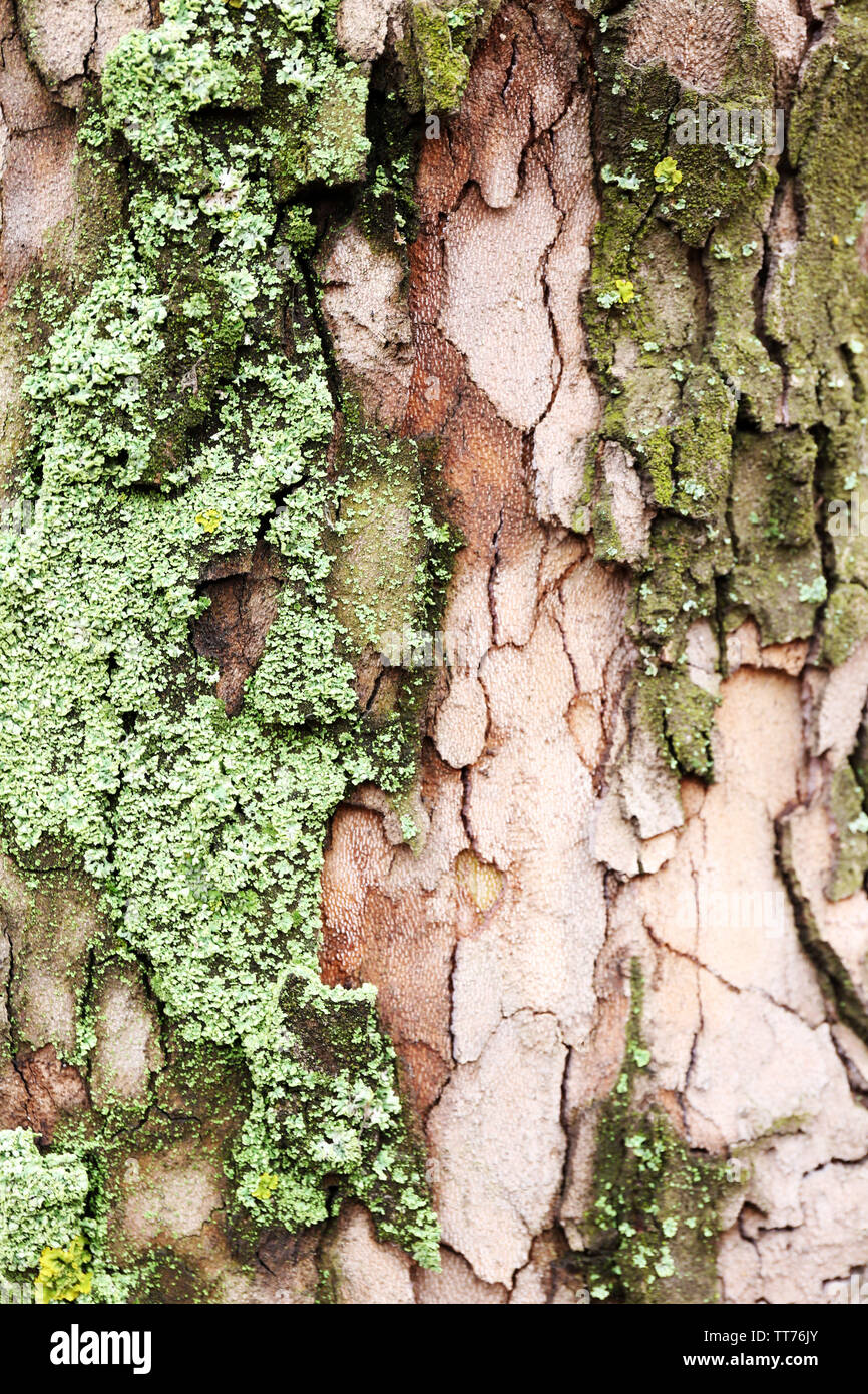 Old wood tree bard texture with moss, macro view Stock Photo - Alamy