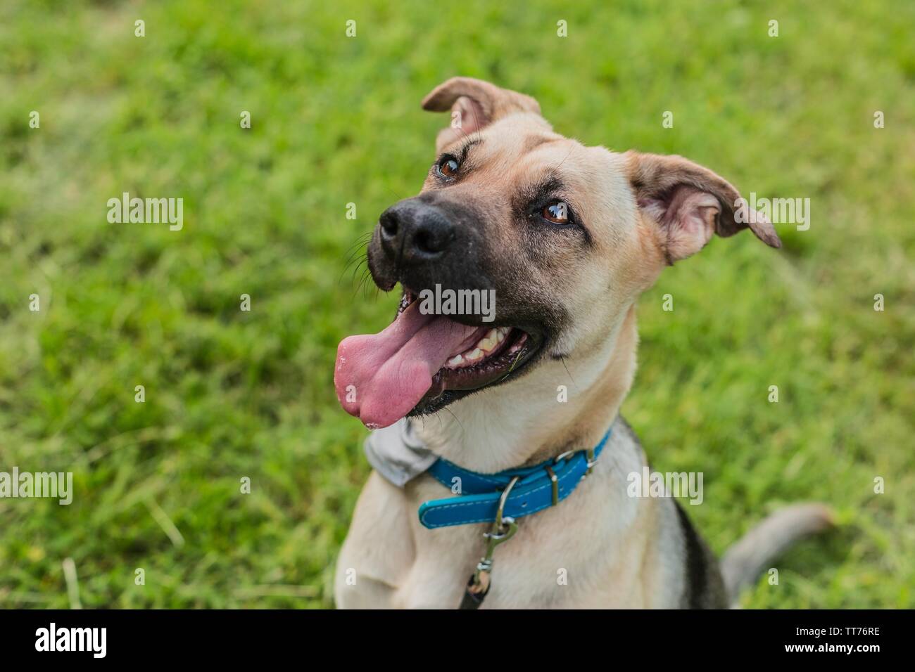 Why Do Dogs Show Teeth When Happy