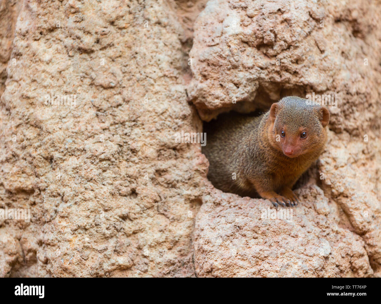 Common dwarf mongoose (Helogale parvula Stock Photo - Alamy