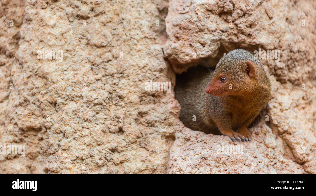 Common dwarf mongoose (Helogale parvula Stock Photo - Alamy