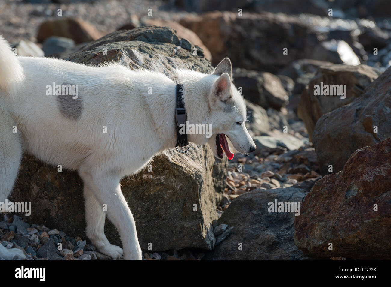 Husky by the sea shore Stock Photo - Alamy