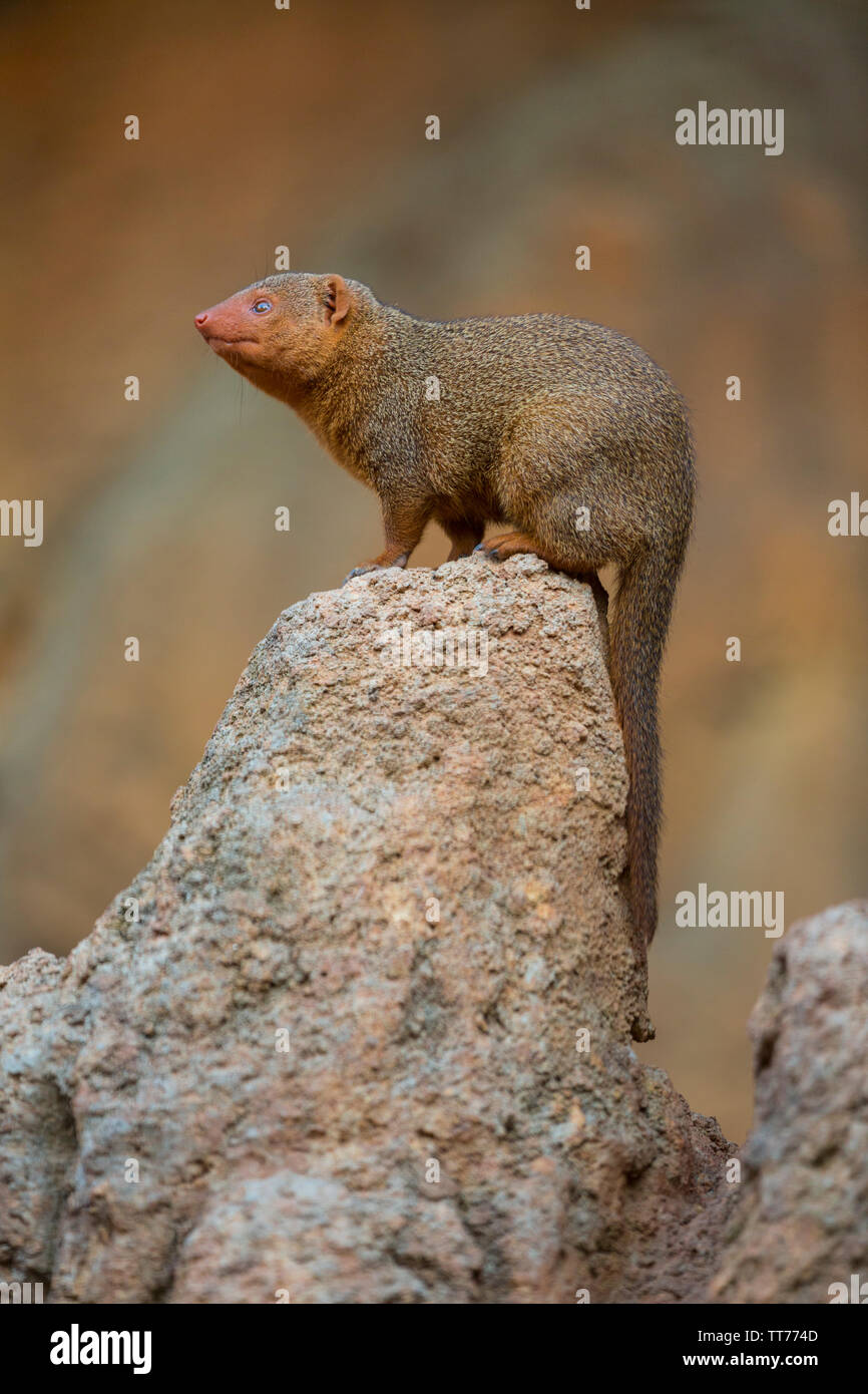 Common dwarf mongoose (Helogale parvula Stock Photo - Alamy