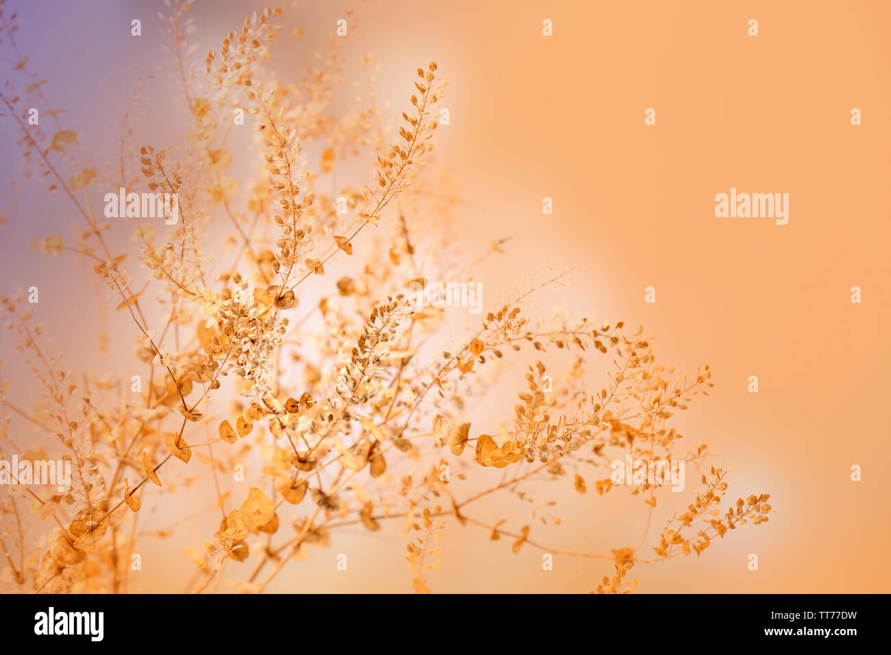 Dried flowers background Stock Photo - Alamy