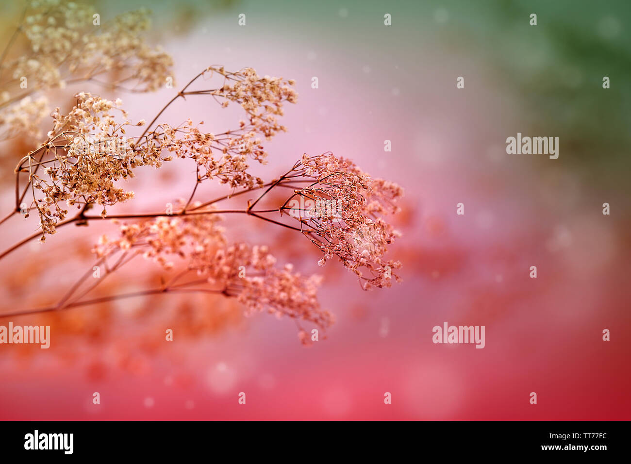 Dried flowers background Stock Photo - Alamy