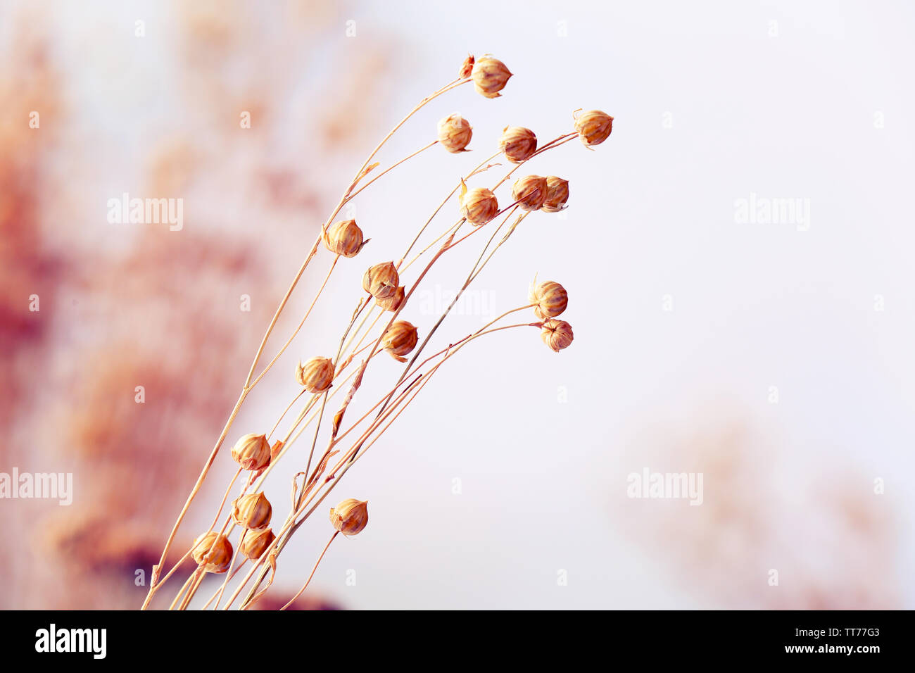 Dried flowers background Stock Photo - Alamy
