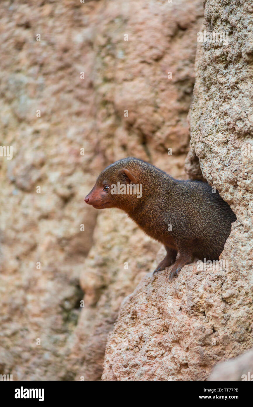 Common dwarf mongoose (Helogale parvula Stock Photo - Alamy