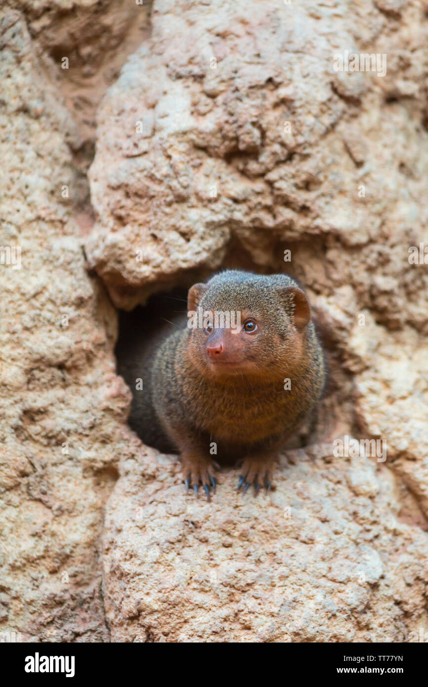 Common dwarf mongoose (Helogale parvula Stock Photo - Alamy