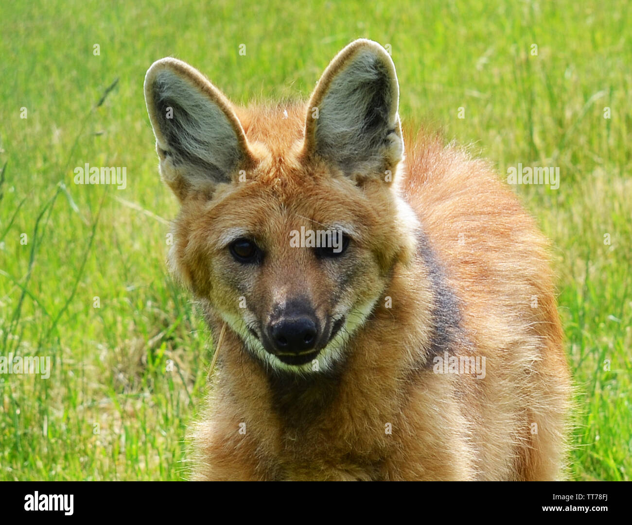 Maned Wolf (Chrysocyon brachyurus Stock Photo - Alamy