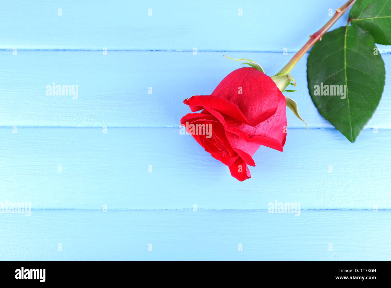 Beautiful red rose on color wooden planks background Stock Photo - Alamy