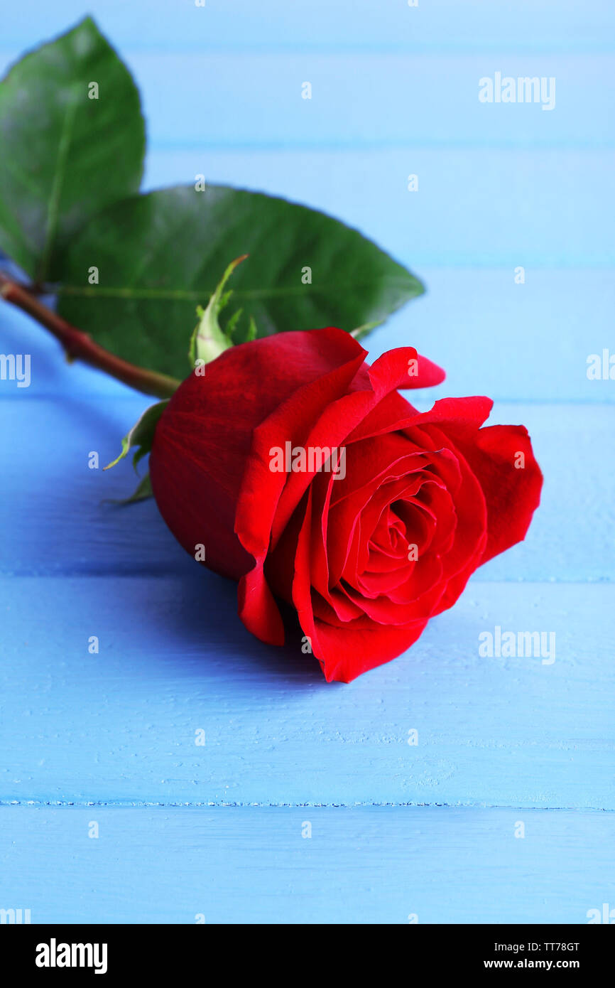 Beautiful red rose on color wooden planks background Stock Photo - Alamy