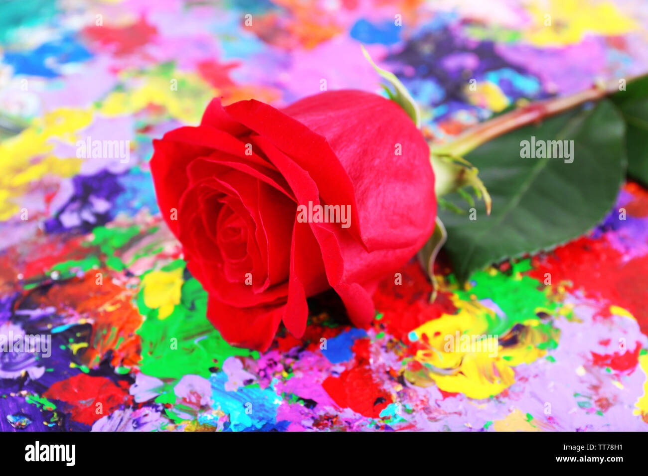 Beautiful red rose on colorful abstract background Stock Photo - Alamy