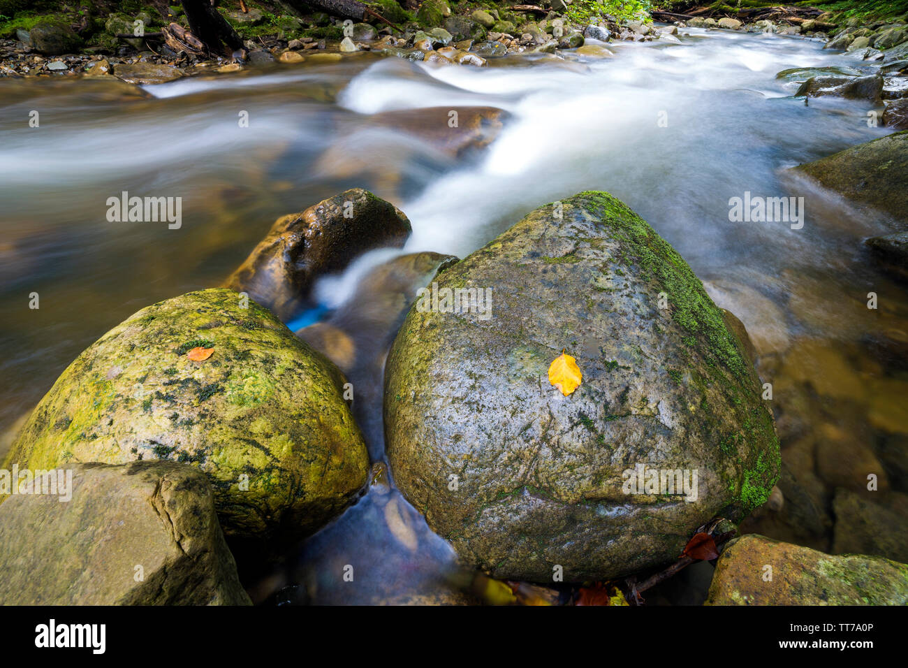 Fast flowing through wild green forest river with crystal clear smooth ...