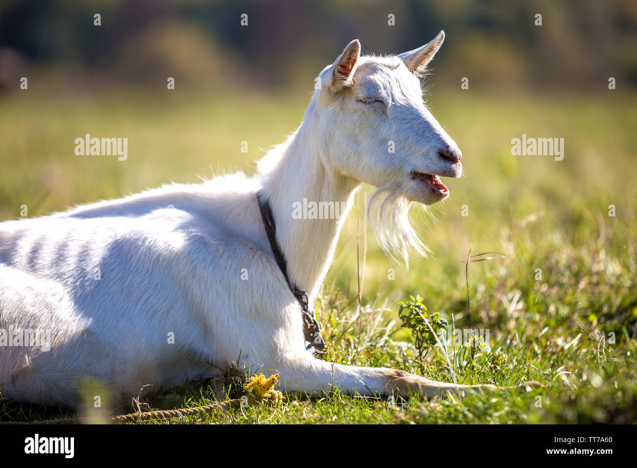 Portrait of white goat with beard on blurred bokeh background. Farming ...