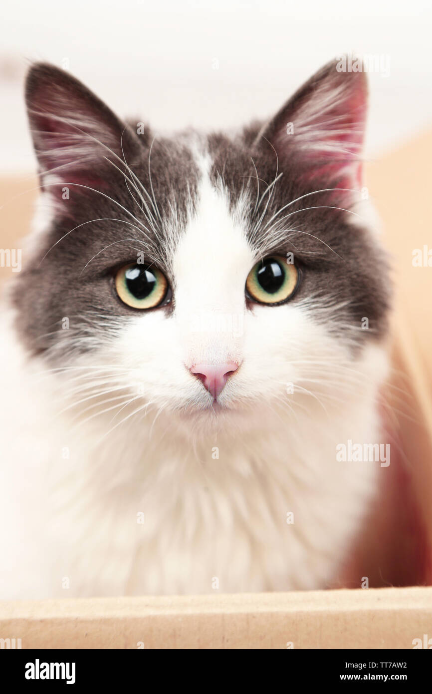 Cute cat sitting in cardboard box Stock Photo - Alamy