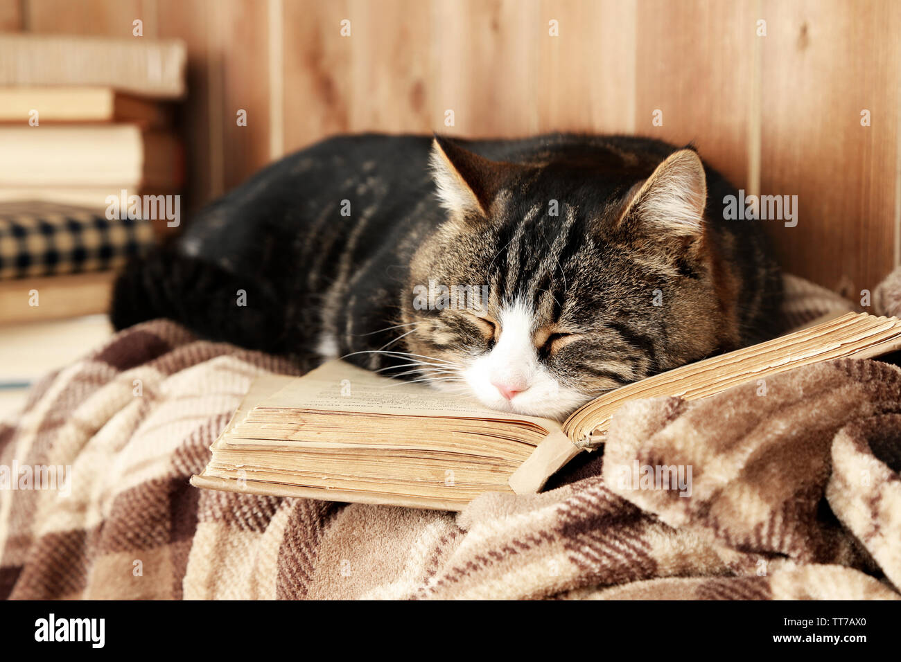 Cute cat lying with book on plaid Stock Photo - Alamy
