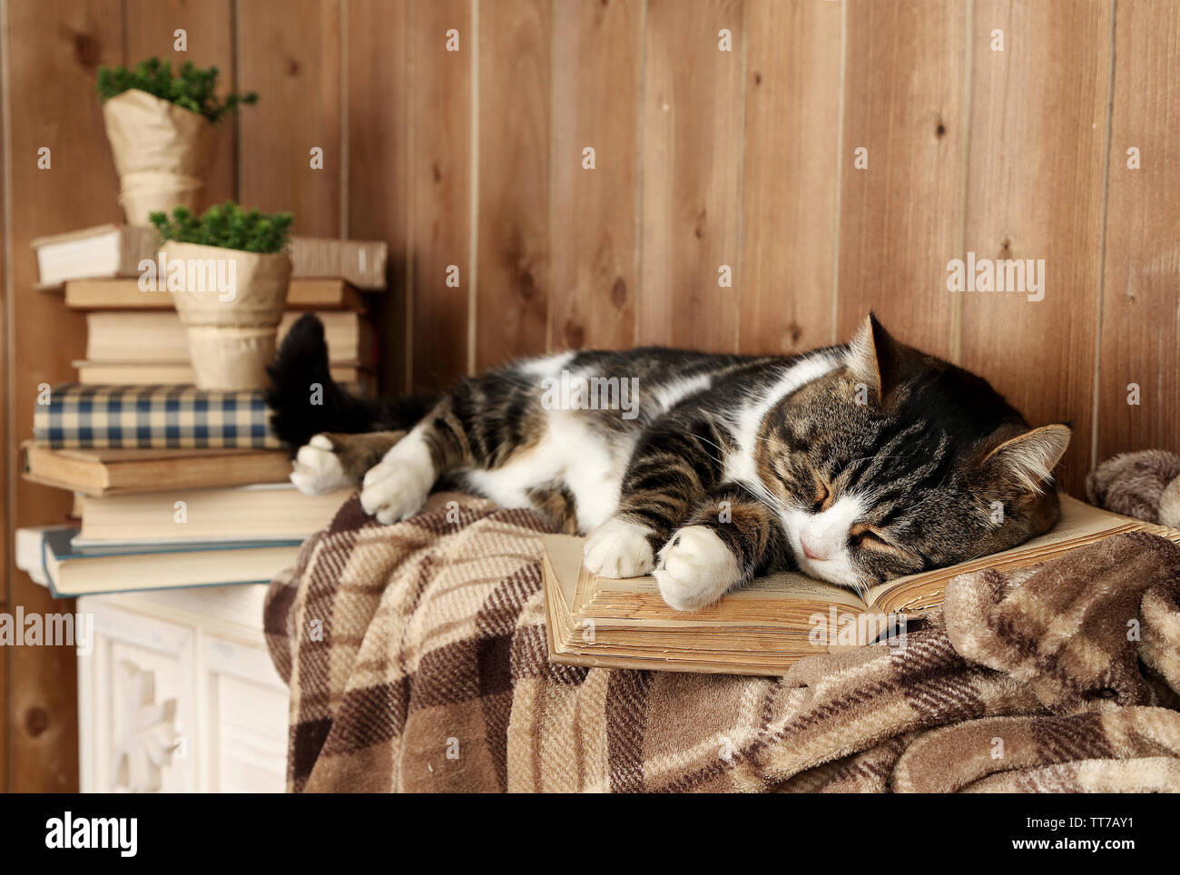 Cute cat lying with book on plaid Stock Photo - Alamy