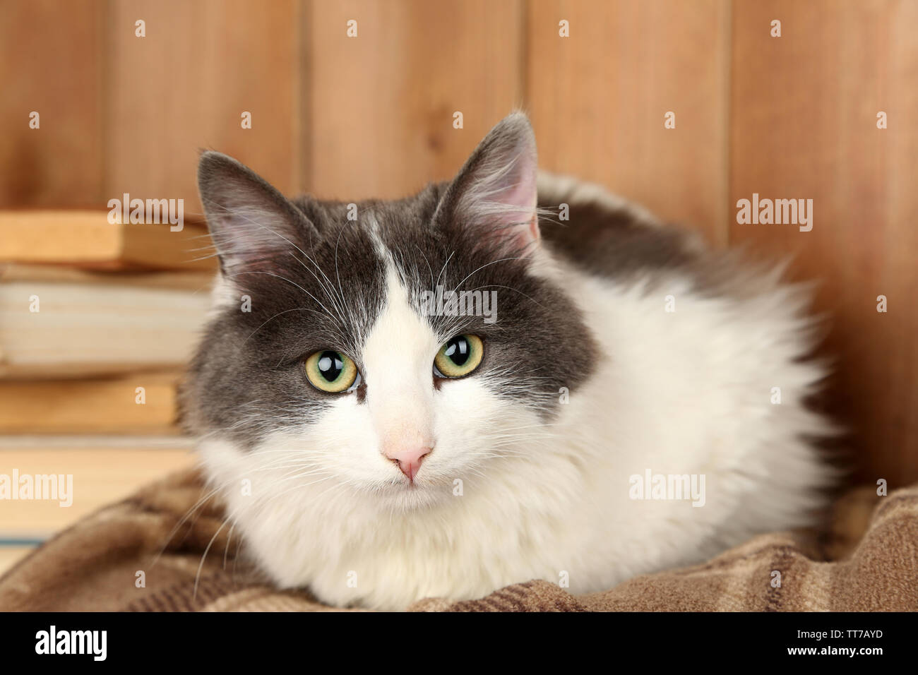 Cute cat lying on plaid with books Stock Photo - Alamy