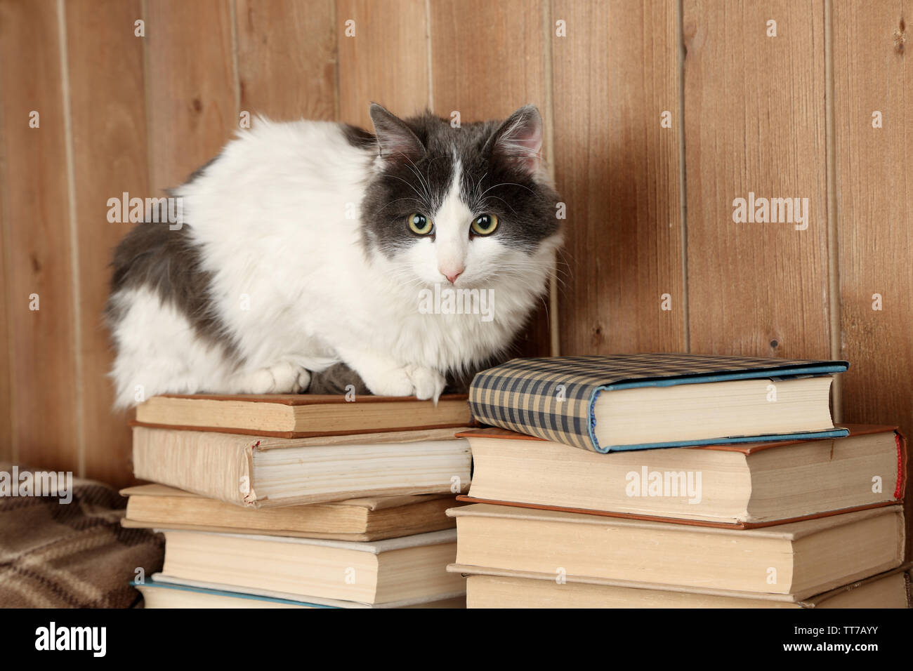 Stack of books with fluffy cat hi-res stock photography and images - Alamy