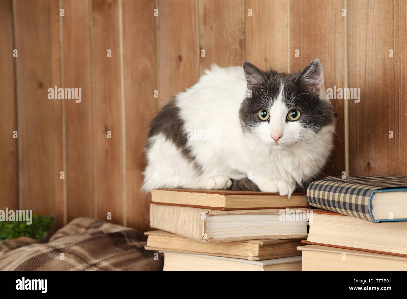 Stack of books and fluffy cat hi-res stock photography and images - Alamy