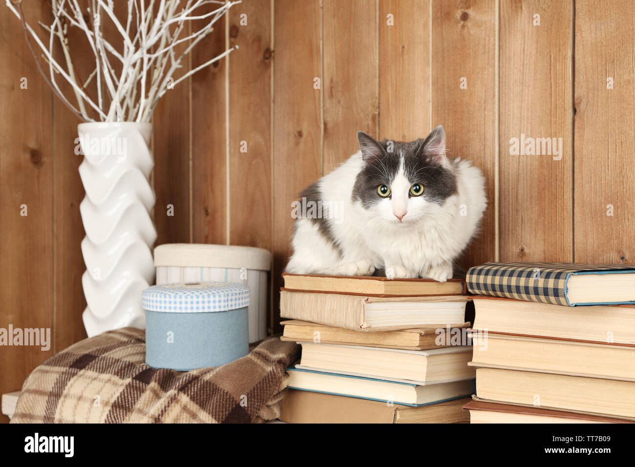 Fluffy cat and stack of books hi-res stock photography and images - Alamy