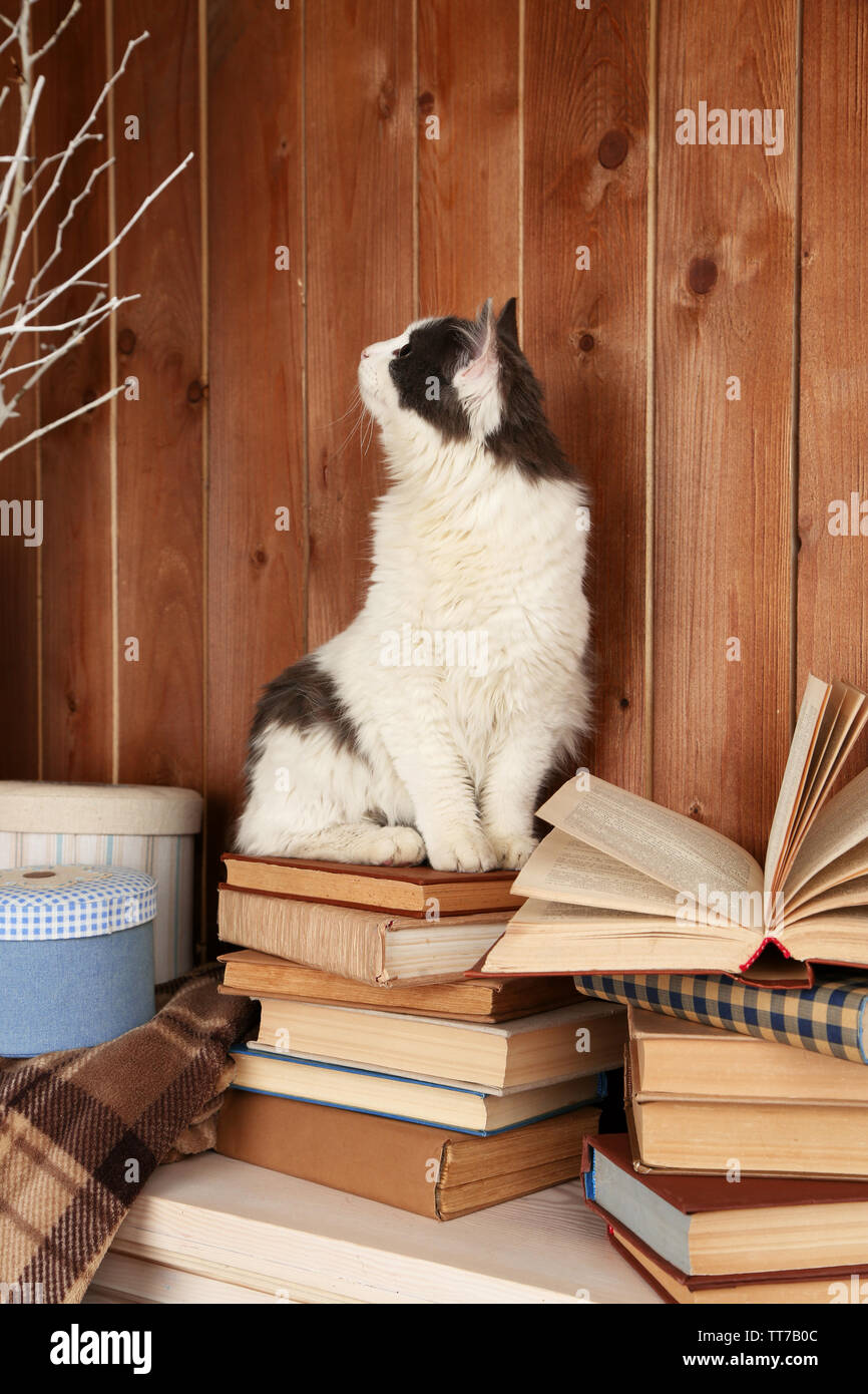 Cute cat sitting on books Stock Photo - Alamy
