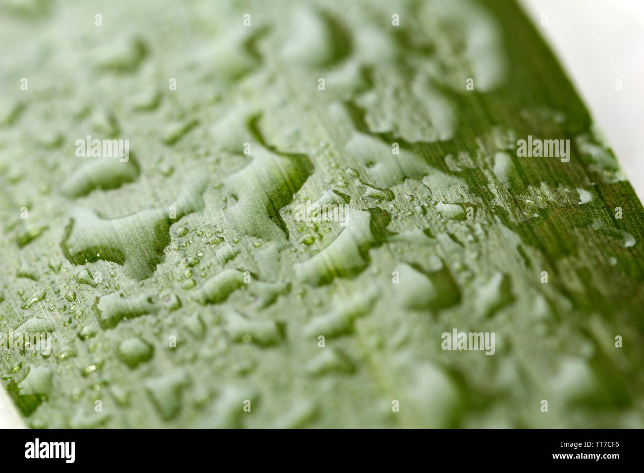 Dew drop on leaf on light background Stock Photo - Alamy