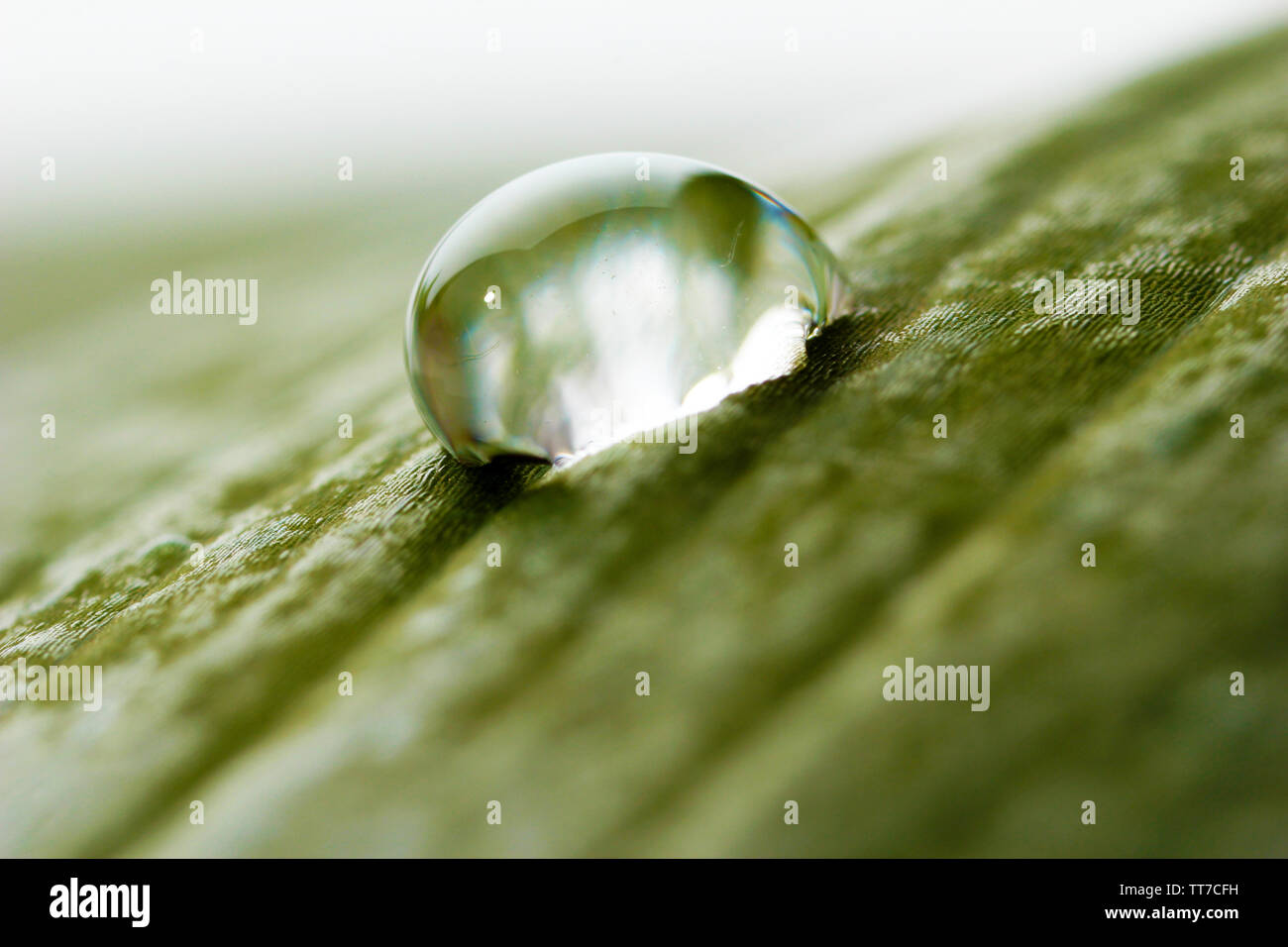 Dew drop on leaf on blurred light background Stock Photo - Alamy