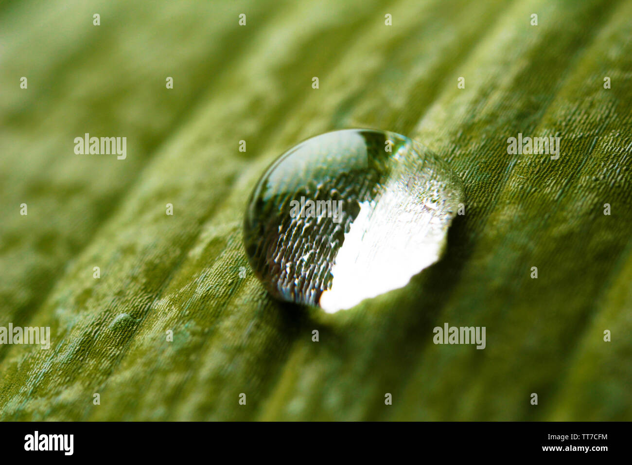 Dew drop on leaf, macro view Stock Photo - Alamy