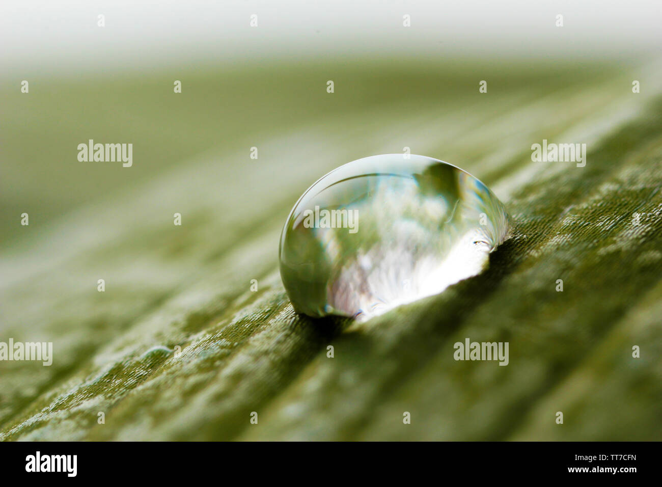 Dew drop on leaf on blurred light background Stock Photo - Alamy