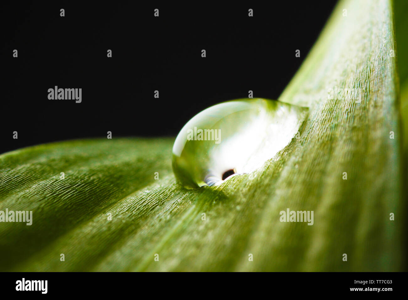Dew drop on leaf on blurred light background Stock Photo - Alamy