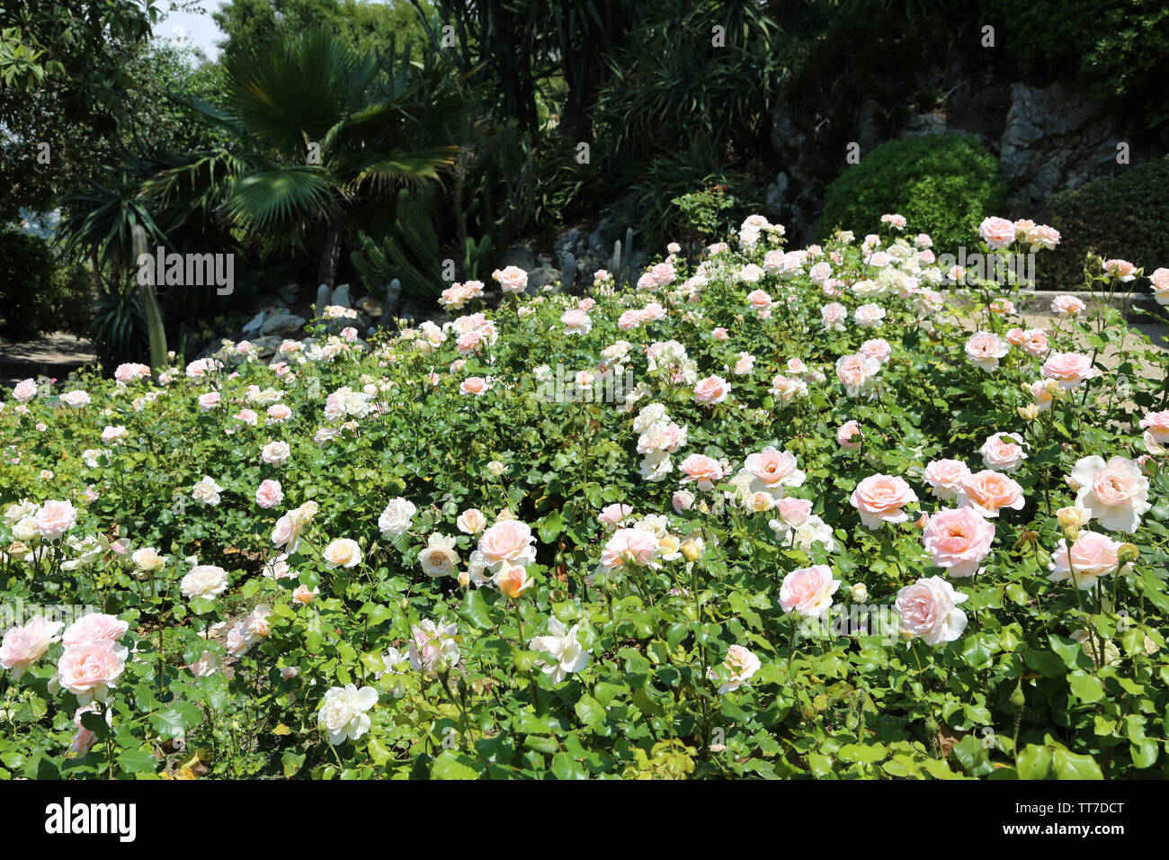Nice, France- June 17, 2014: landscape garden Villa Ephrussi de ...