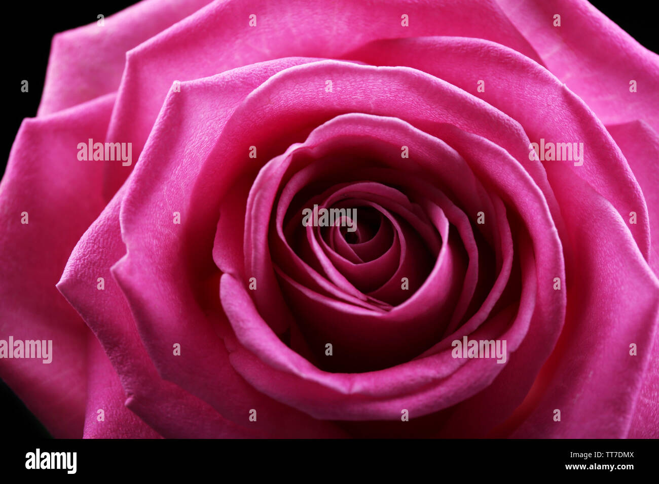 Beautiful pink rose close-up Stock Photo - Alamy