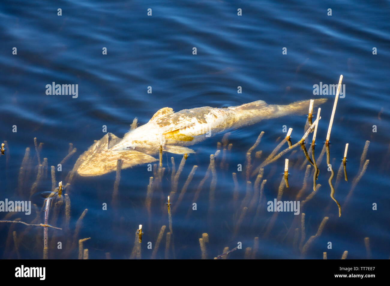 Sea floats dead sea hi-res stock photography and images - Alamy